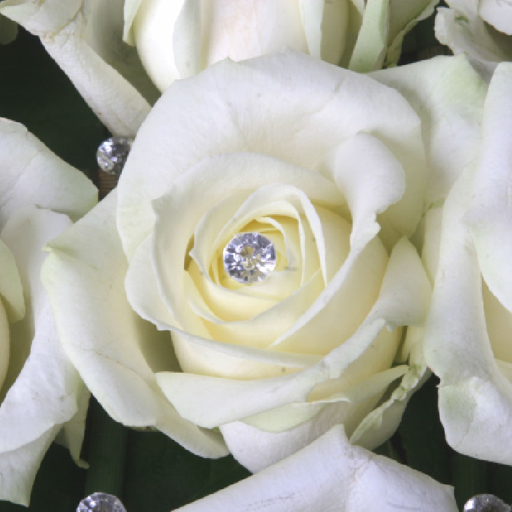 Amber Rose - Florist in Hampstead NW11 020 8455 4050